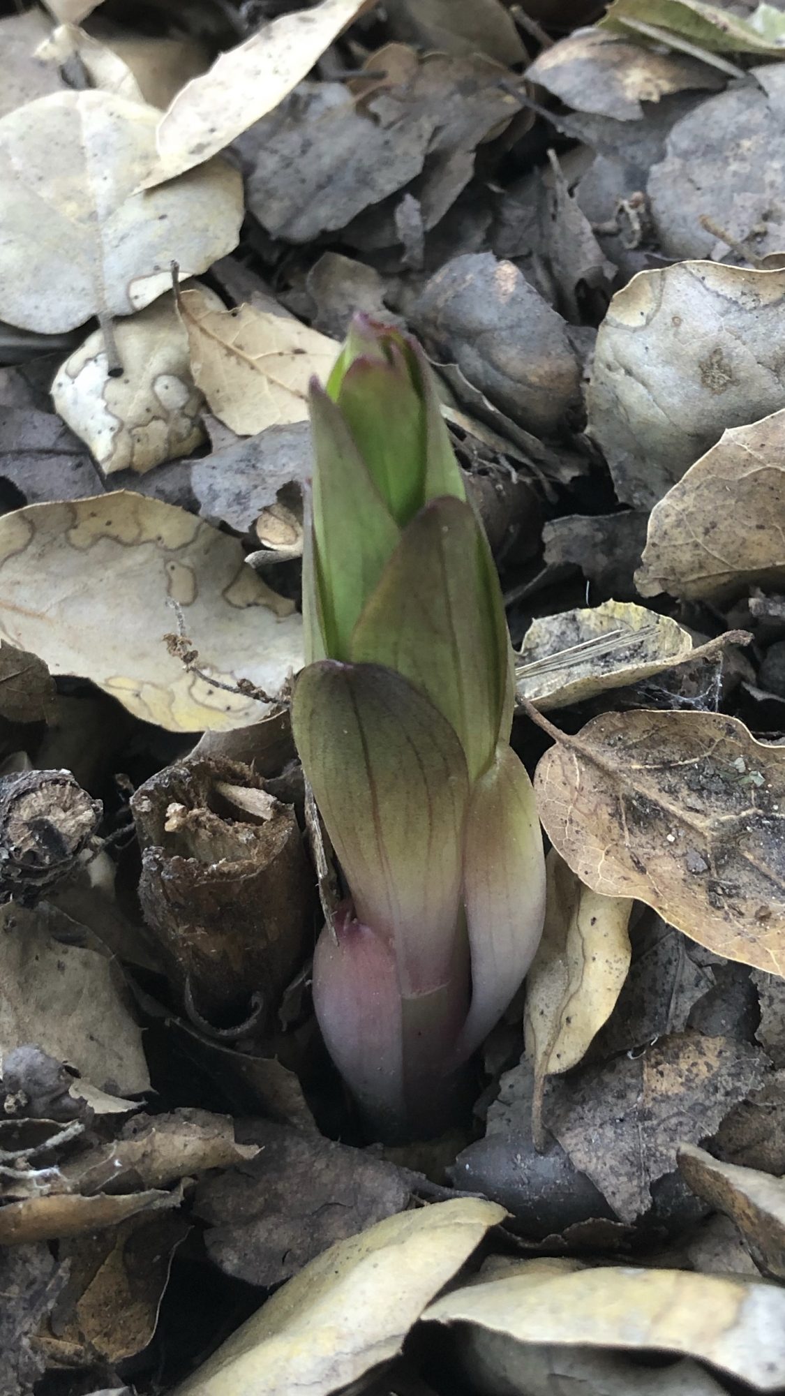 The Garden | LA Native Plant Source